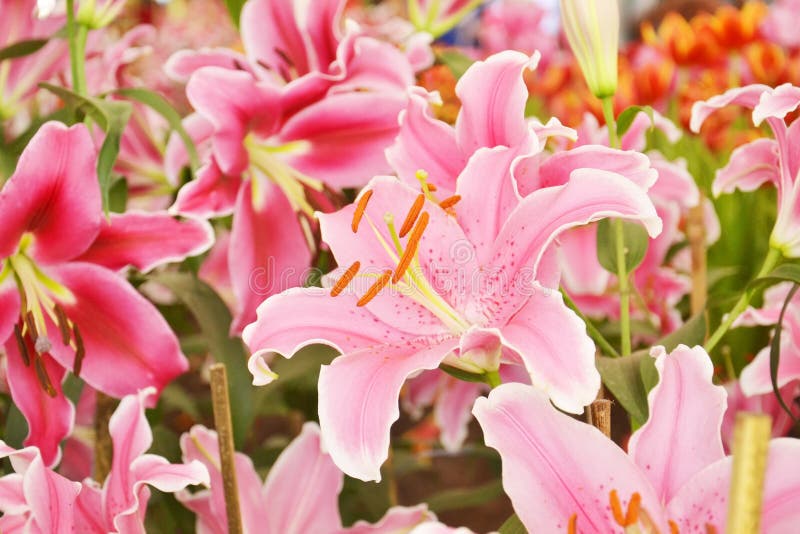 Closeup of Pink Lilly in Garden Stock Image - Image of zephyranthes ...