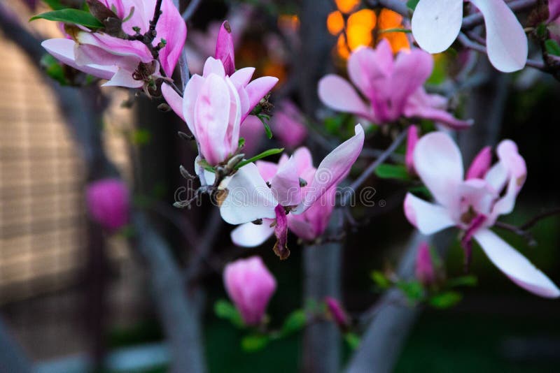 Closeup of pink magnolias stock photo. Image of flowers - 254182188