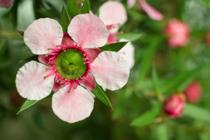 Manuka Flower (Leptospermum Scoparium ) Flower Stock Photo - Image of ...
