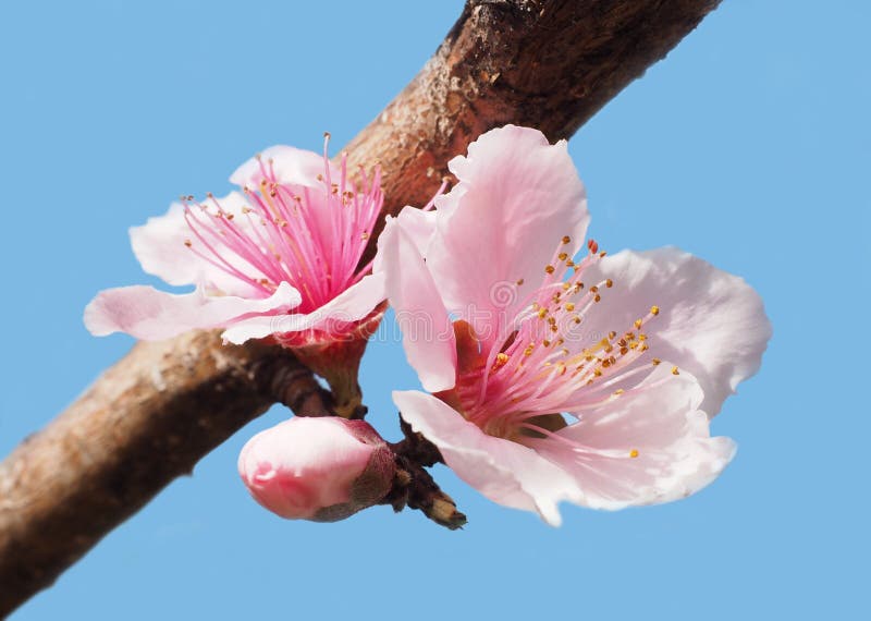 Pink Nectarine Trees, Israel Stock Photo - Image of north, pink: 24093682