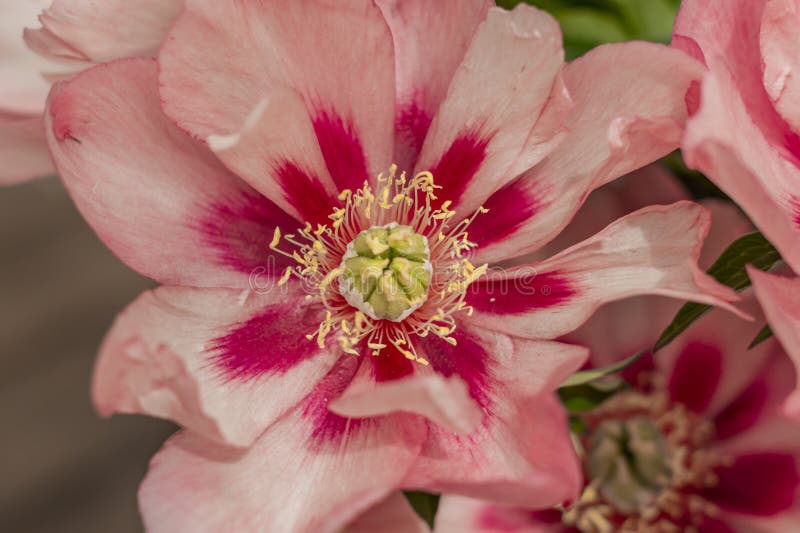 Closeup of Pink Peony Flower Stock Photo - Image of bloom, bright ...