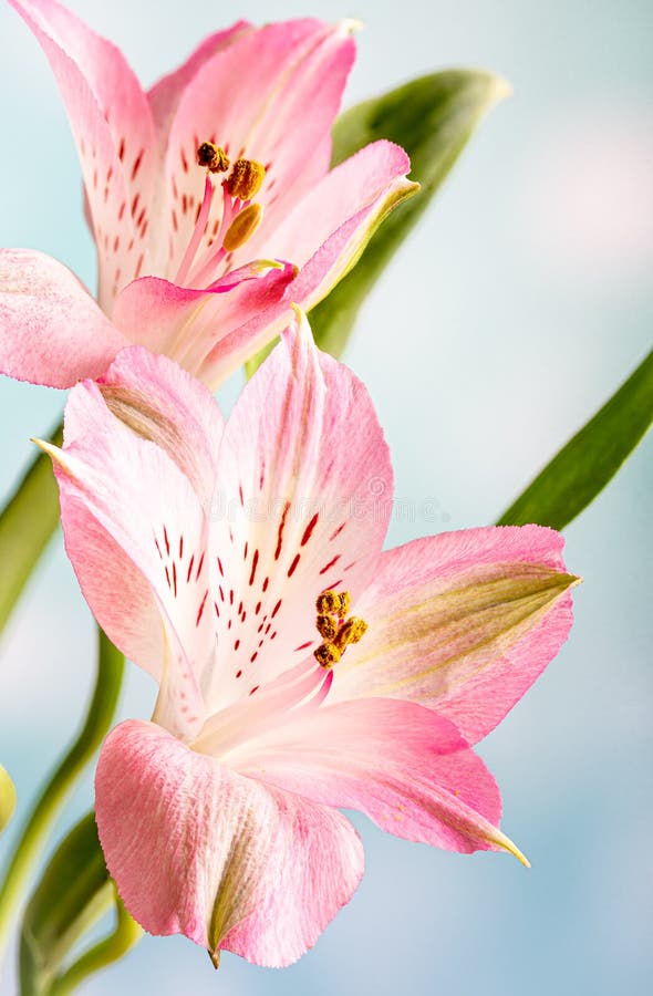 Closeup of a Pink Peruvian Lily Stock Photo - Image of flower, closeup ...