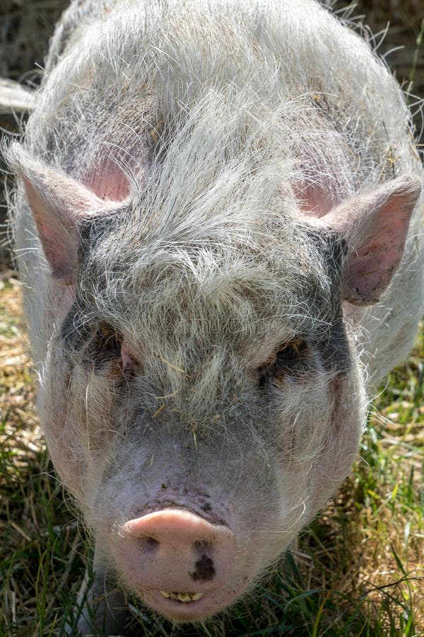 Closeup of a Pink Pig with White Fur Stock Photo - Image of close ...