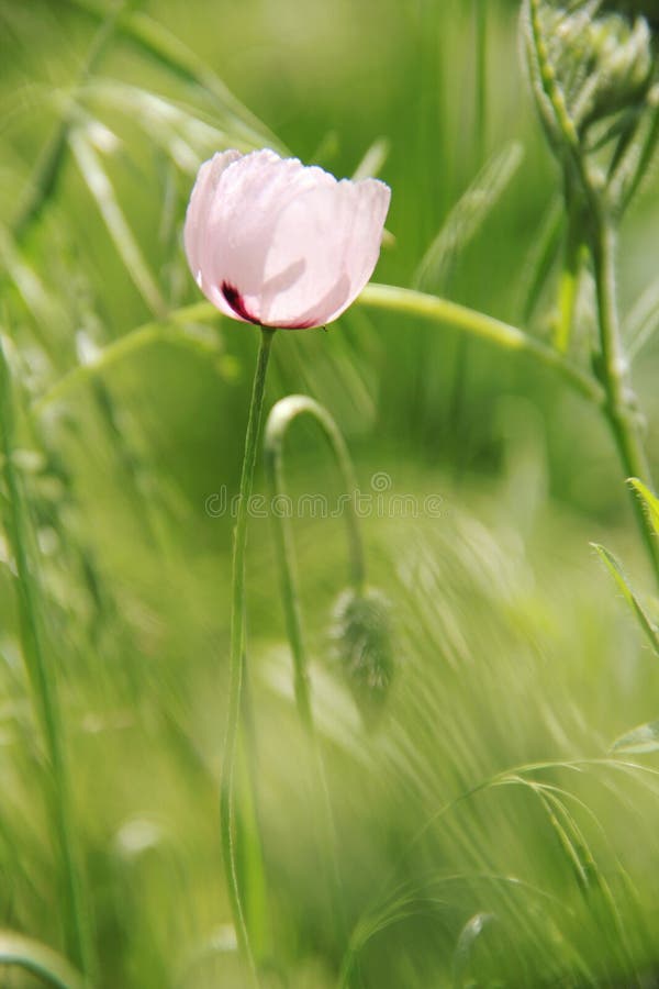Closeup of Pink Poppies in a Meadow at Spring. Poppies on the Meadow in ...