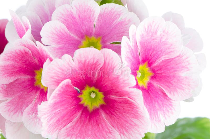 Closeup of Pink Primrose Flowers Stock Image - Image of spring ...
