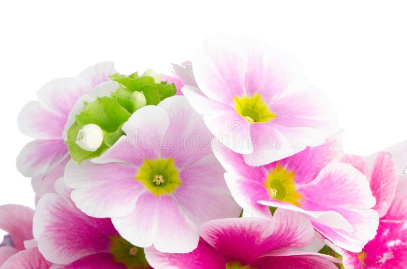 Closeup of pink primrose stock photo. Image of fresh - 34791538