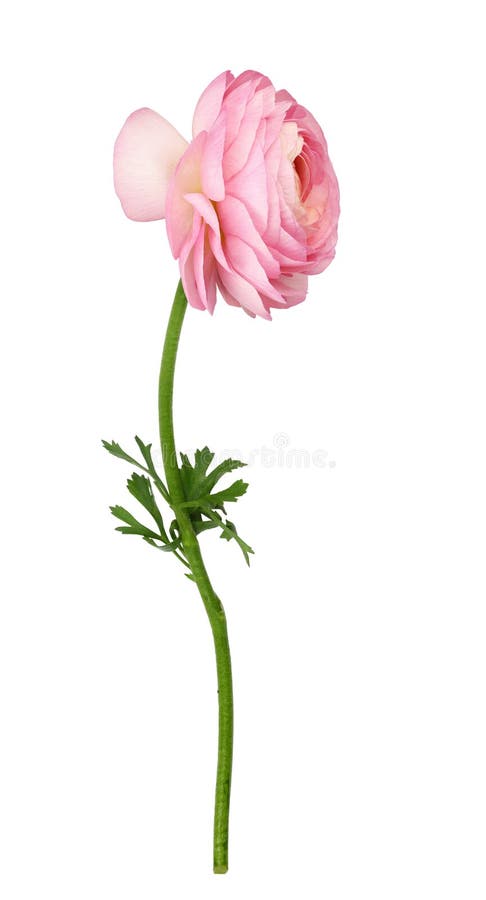 Closeup of Pink Ranunculus Flower Stock Image - Image of stem, closeup ...