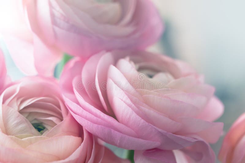 Ranunculus Soft Spring Flowers Stock Image - Image of soft, flower ...