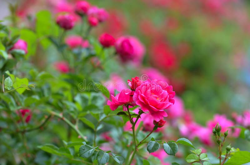 Closeup of Pink Rose Blossoming in the Garden Stock Image - Image of ...