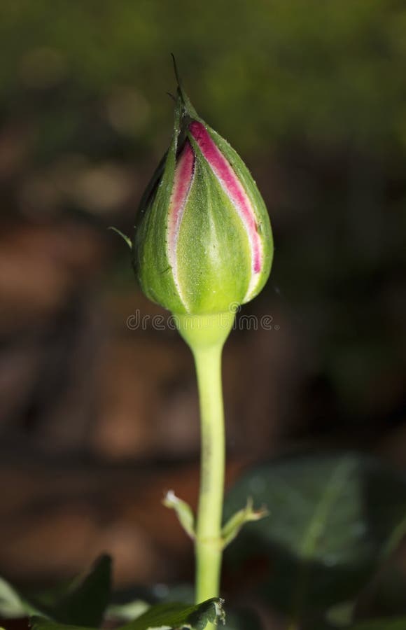 Closeup Pink Rose Bud stock photo. Image of macro, light - 85322456