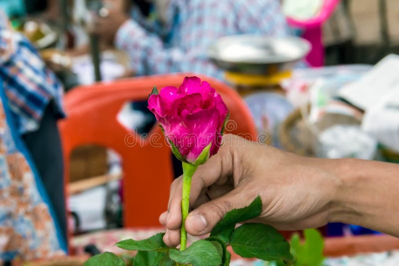 Closeup Pink Rose with Hand Stock Image - Image of nature, decoration ...