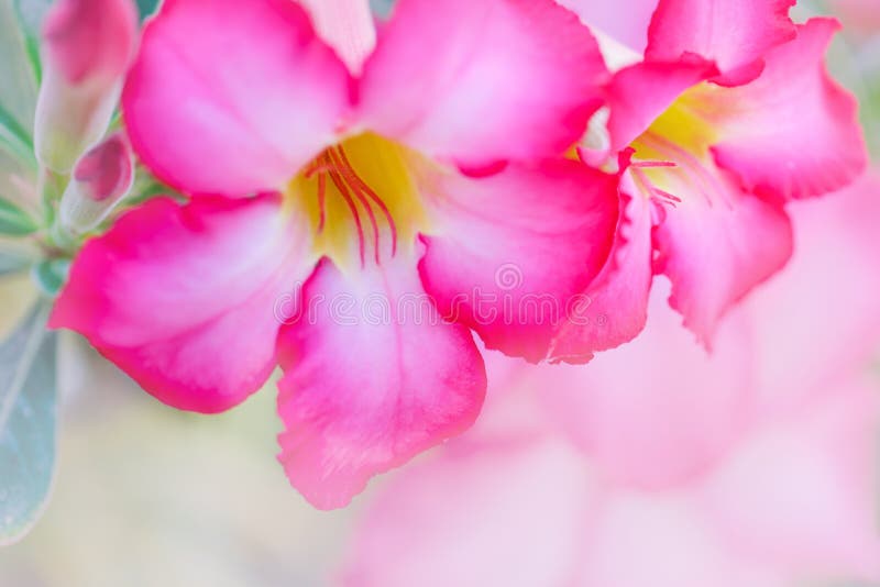 Closeup Pink Rose Impala Lily. Stock Image - Image of tropical, foliage ...
