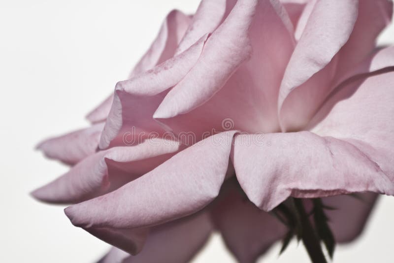 Closeup of a Pink Rose Under the Lights Isolated on a White Background ...