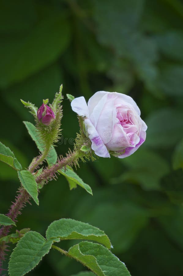 Rose with rosebud stock image. Image of closeup, flora - 972335