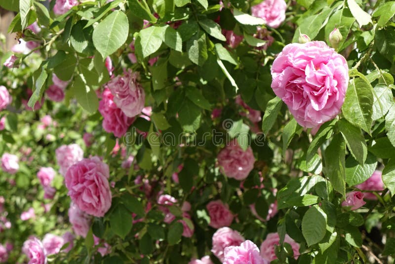 Closeup of Pink Roses Growing on Green Shrubs in Sunlight Stock Image ...