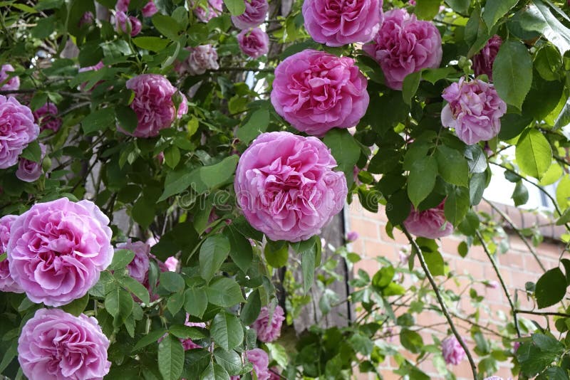 Closeup of Pink Roses Growing on Green Shrubs in Sunlight Stock Photo ...