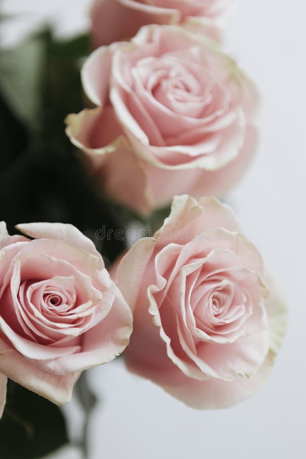 Closeup of Pink Roses Social Template Stock Image - Image of ...