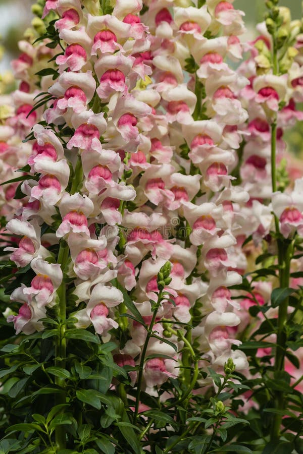 Closeup of Pink Snapdragons Stock Image - Image of pink, flowerhead ...