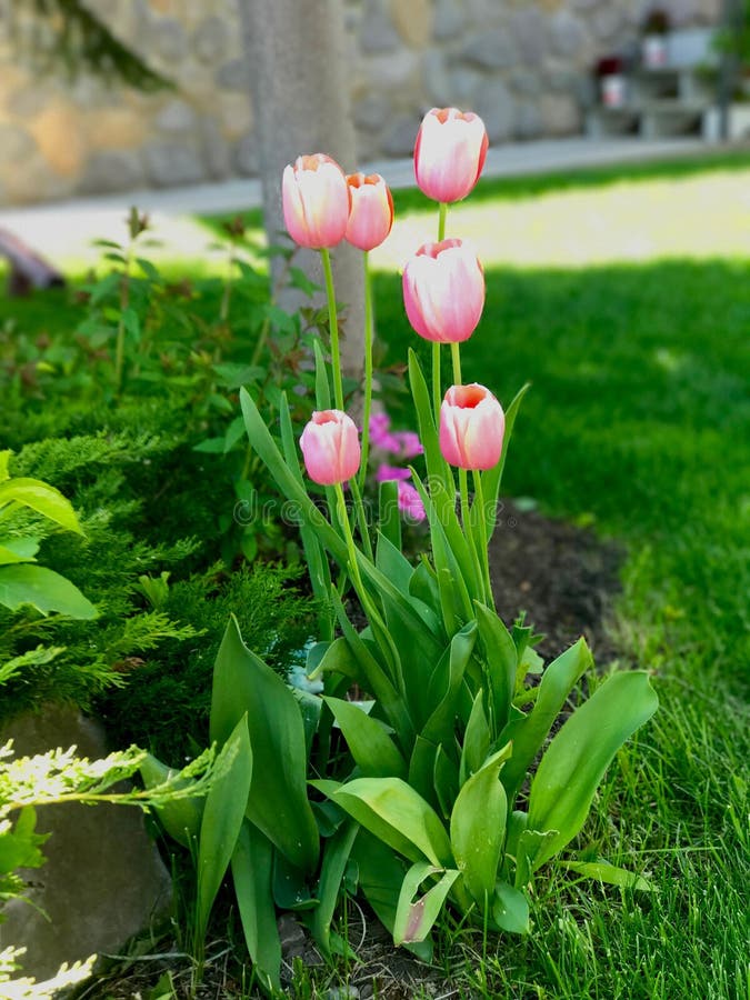 Springtime Pink Tulips stock photo. Image of bouquet - 111135864