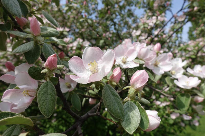 Closeup of Pinkish White Flowers and Buds of Quince Tree in May Stock ...