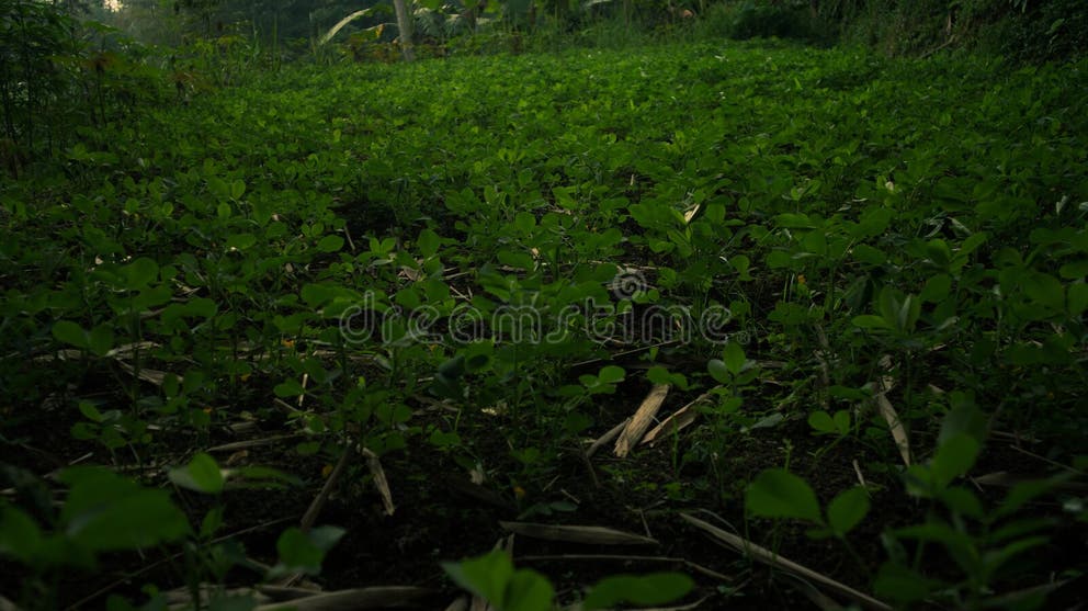 Closeup Pinto Peanut Tree Grow in Field Stock Photo - Image of organic ...