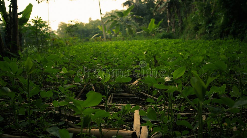 Closeup Pinto Peanut Tree Grow in Field Stock Photo - Image of ...
