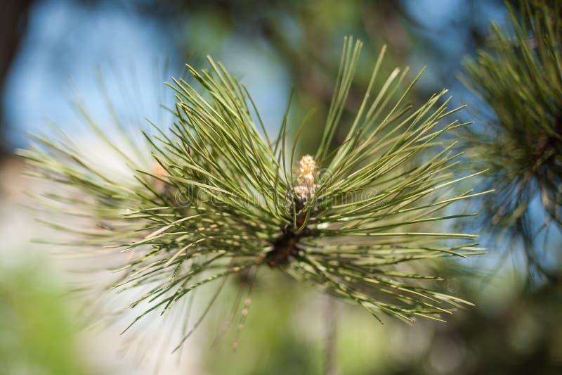 Closeup of Pinyon Pine Cone on Tree with Pine Nuts Stock Image - Image ...