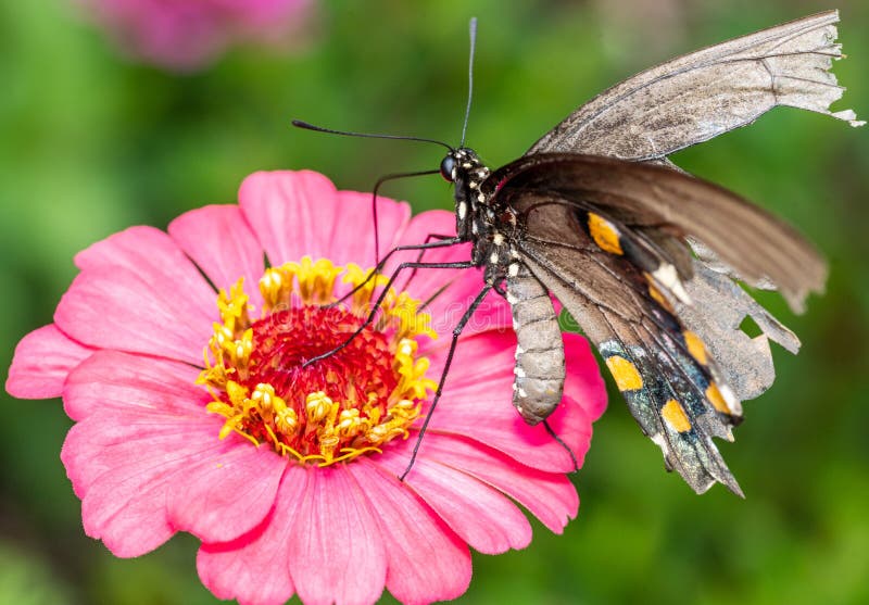 Closeup of Pipevine Swallowtail Perching on Flower Stock Image - Image ...