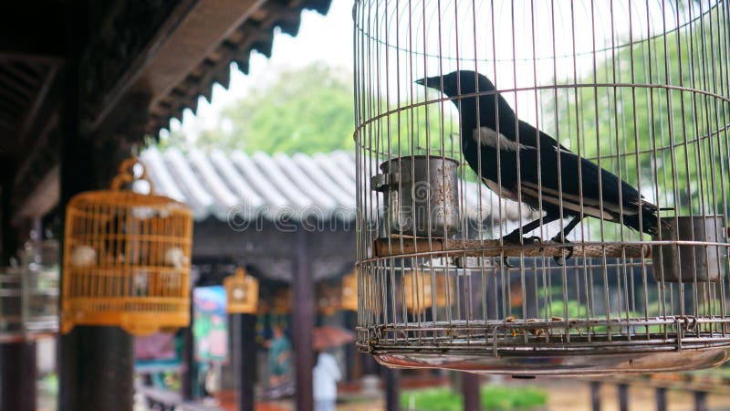 Closeup of Piping Crow in a Cage Stock Image - Image of black, animal ...