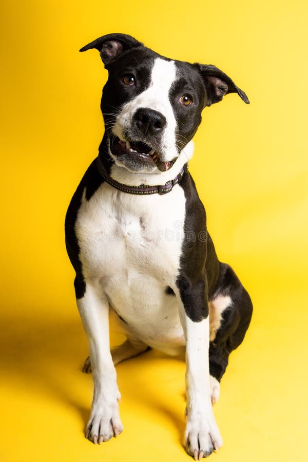 Closeup of a Pit Bull Against a Yellow Background Stock Image - Image ...