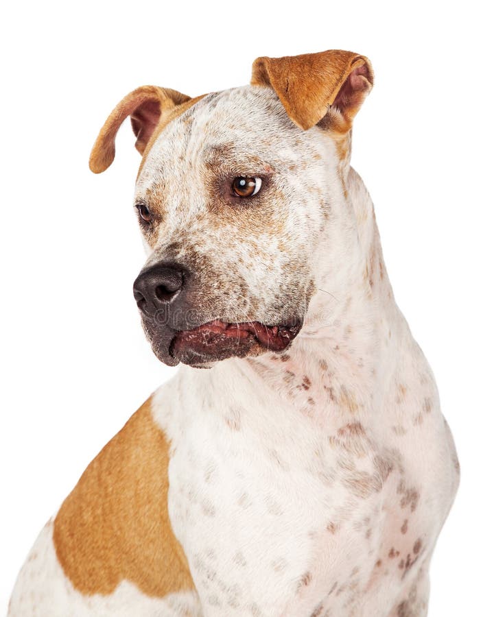 Closeup of Pit Bull Dog Looking To Side Stock Image - Image of head ...