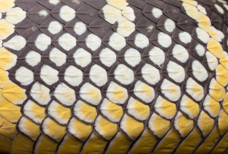 Closeup Pit Viper Snake Skin Stock Image - Image of snake, closeup ...