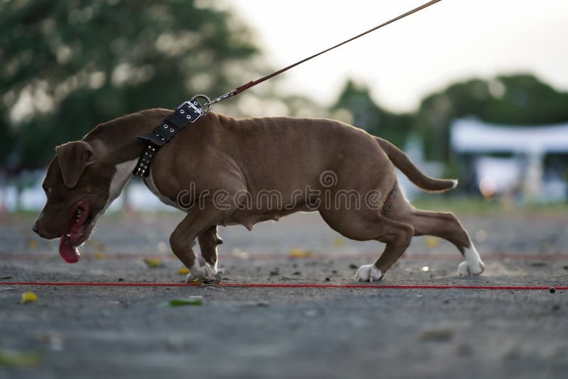 Closeup, Pitbull Dog from the Side is Happy Stock Photo - Image of ...