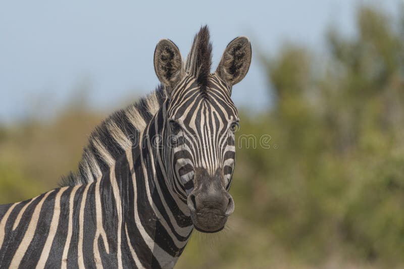 A Closeup of a Plains Zebra Looking into the Camera with Blurred ...