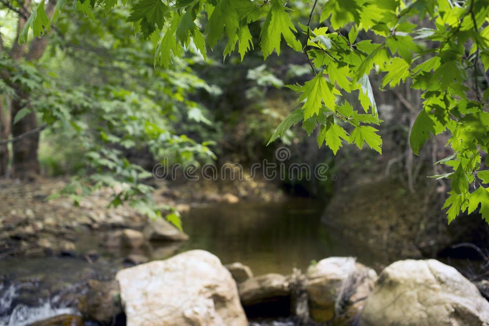 Closeup Plane Tree in Forest. Stock Photo - Image of nature, planetree ...