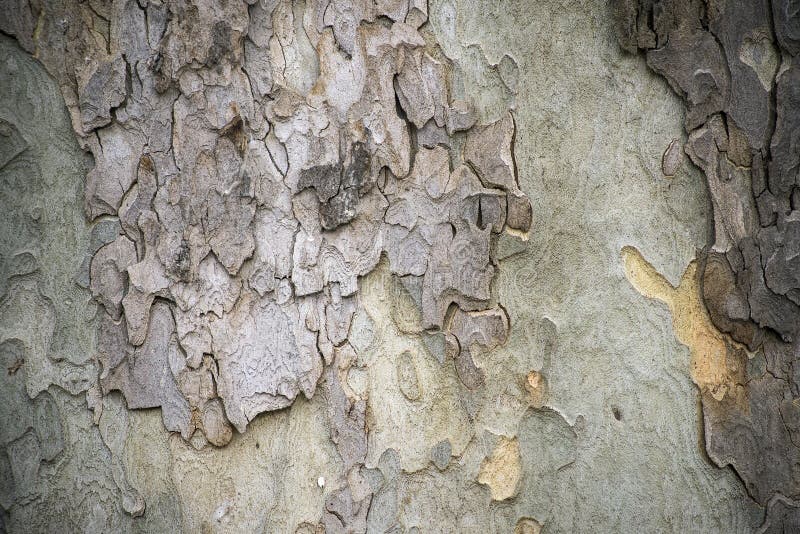 Plane Tree Trunk Texture in a Public Garden Stock Photo - Image of ...