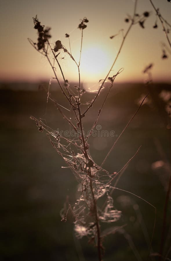 Closeup of a Plant Covered in Spider Web with the Golden Sunset Shining ...