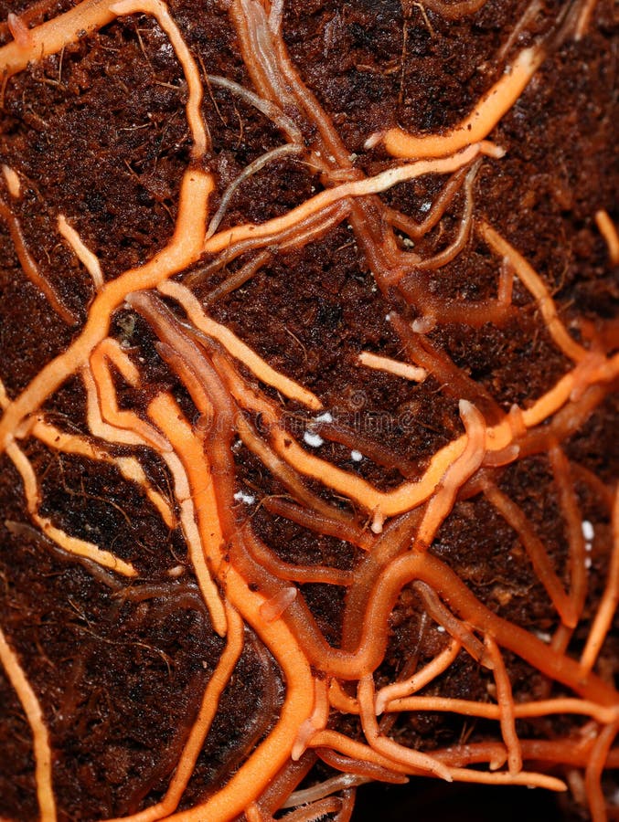 Underground soil layers stock photo. Image of loam, stone - 26784580