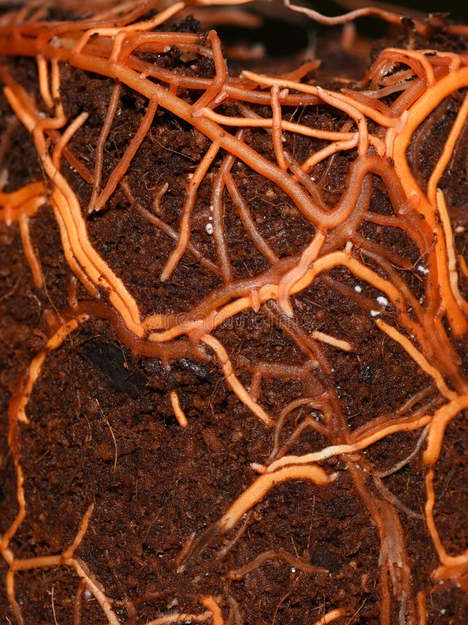 1,089 Root System Underground Stock Photos - Free & Royalty-Free Stock ...