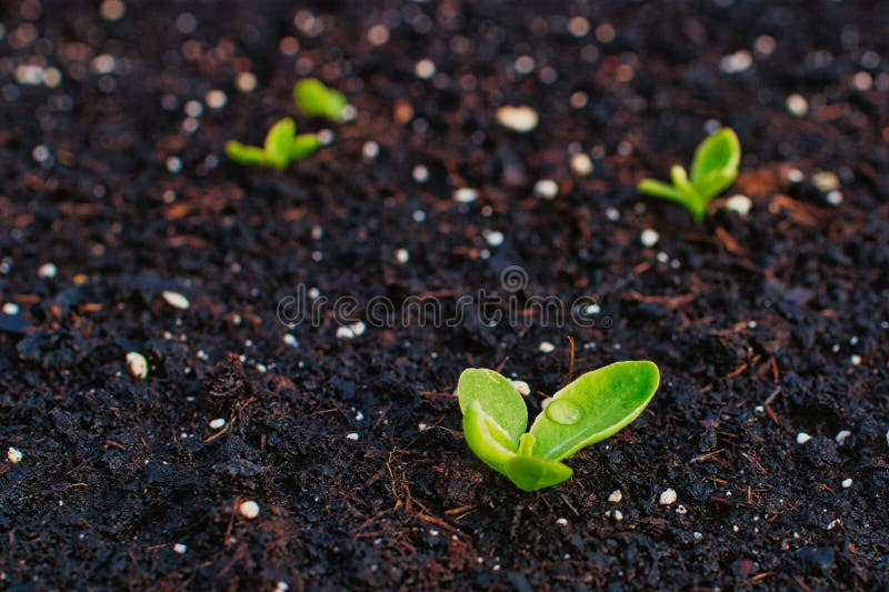 Closeup of Plants Sprouting Out of the Soil Stock Photo - Image of ...