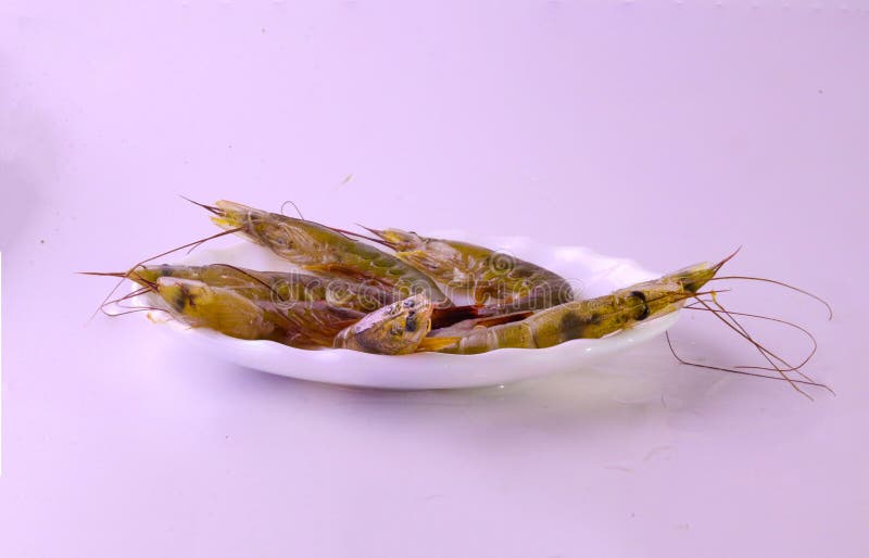 Indian Prawns Fish Caught from Ganga River Stock Photo - Image of river ...
