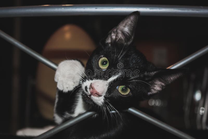 Closeup of a Playful Cat Looking at the Camera Stock Image - Image of ...