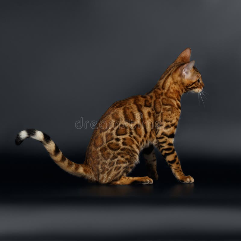 Closeup Playful Female Bengal Cat Stock Photo - Image of pedigree ...