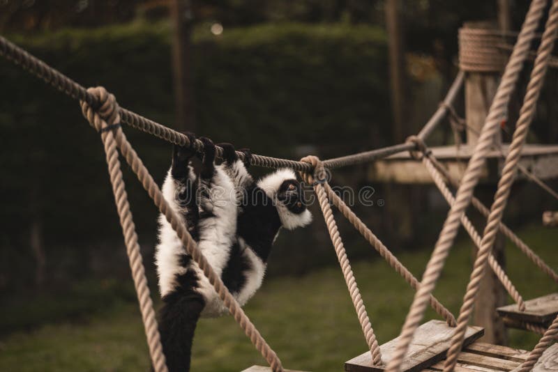 Closeup of Playful Lemur Hanging on Ropes Stock Photo - Image of ...