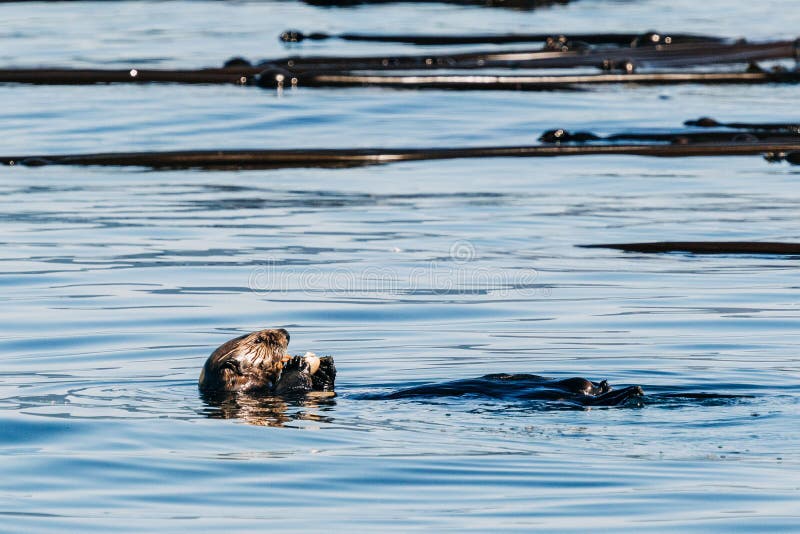 Closeup of Playful Sea Otter Floating in the Water Stock Photo - Image ...