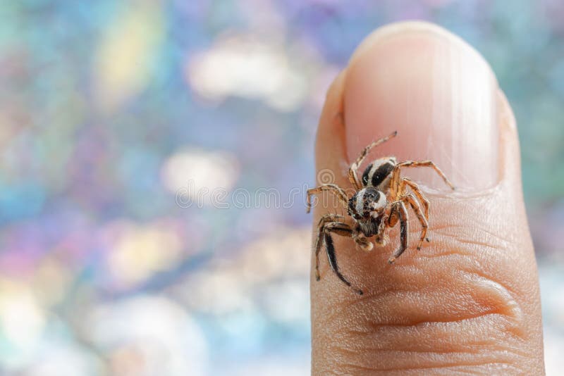 Closeup of Plexippus Paykulli, Pantropical Jumping Spider on the Finger ...