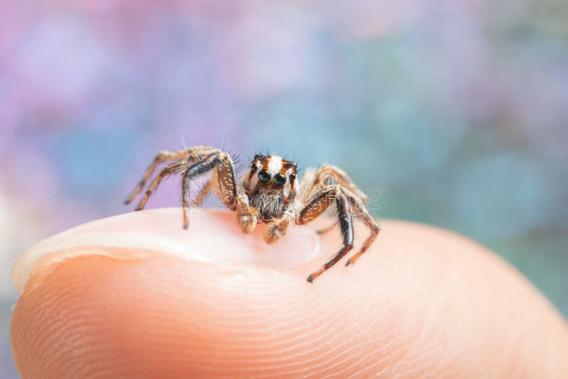 Closeup of Plexippus Paykulli, Pantropical Jumping Spider on the Finger ...