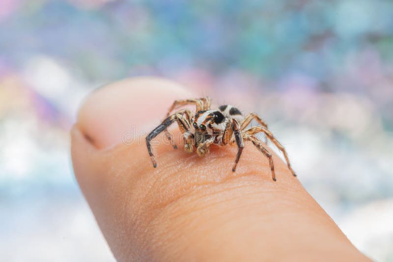Closeup of Plexippus Paykulli, Pantropical Jumping Spider on the Finger ...
