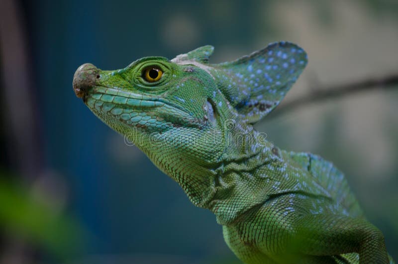 Closeup of Plumed Basilisk Head (Basiliscus Plumifrons) Stock Photo ...