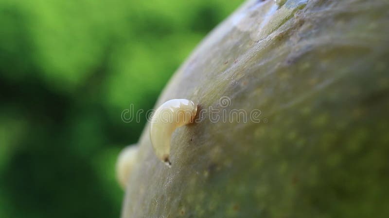 Plump Mediterranean Fruit Fly or Medfly Larvae Try To Going Out from a ...